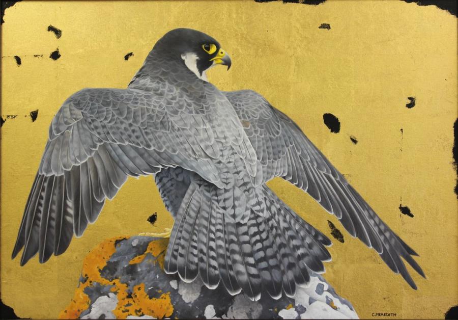 Peregrine Falcon - Original painting of a Peregrine Falcon for sale.
