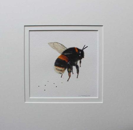 Clive Meredith - Buff Tailed Bumblebee III - Bell Fine Art
